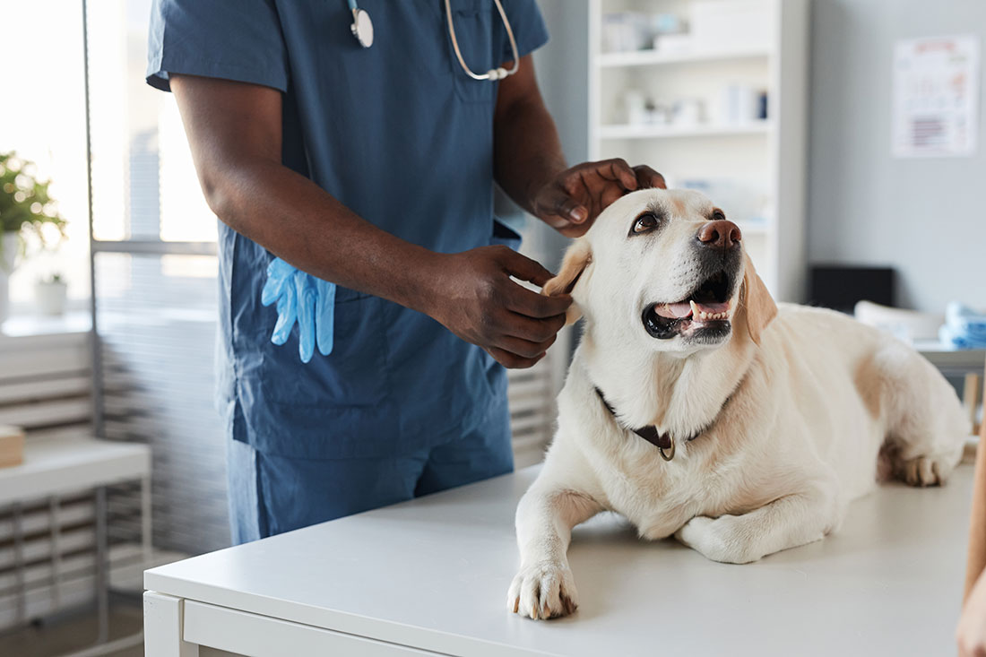 Pet Urgent Care Livermore, Ulmar | Del Valle Pet Hospital